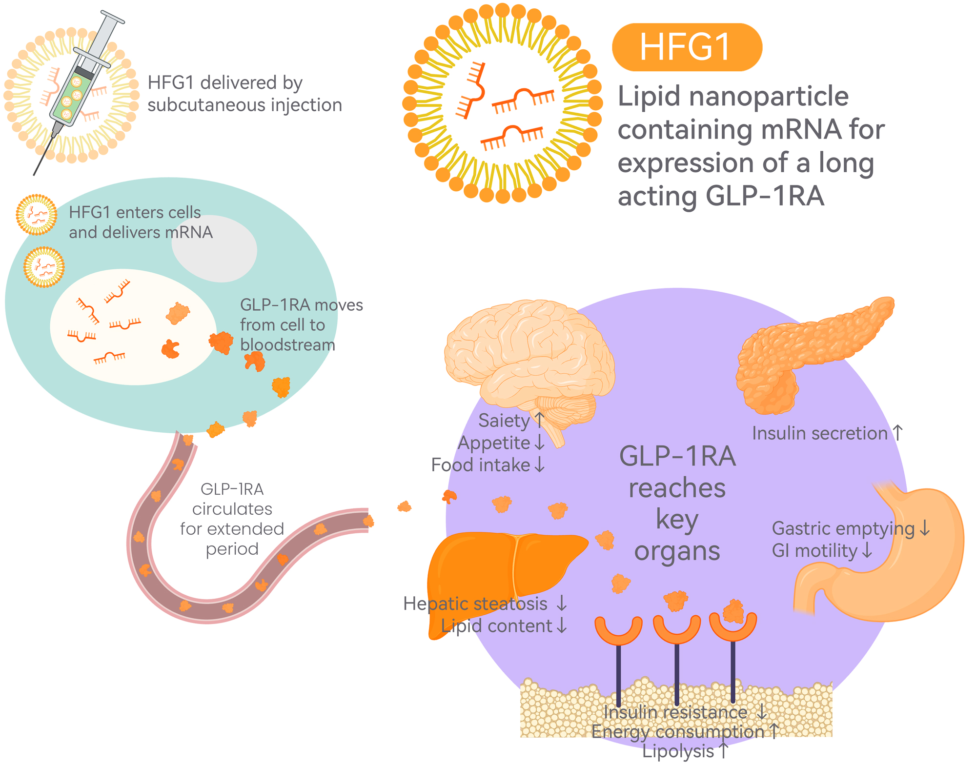 Pipeline - HighField Biopharmaceuticals