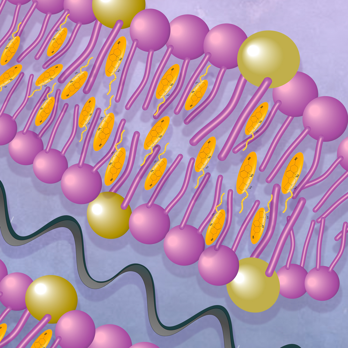 首页 - HighField Bio